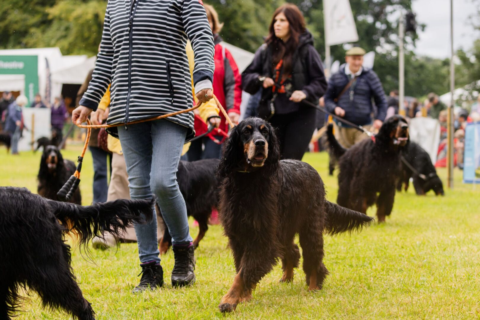 Gordon Setters at The Scottish Game Fair