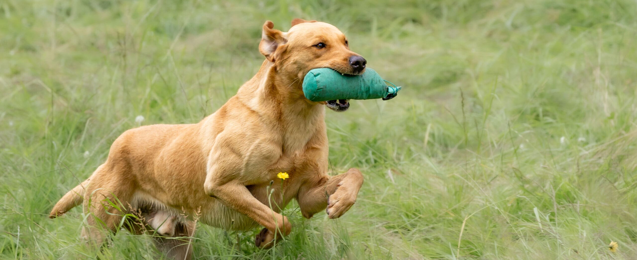Have-A-Go Scurry at The Scottish Game Fair