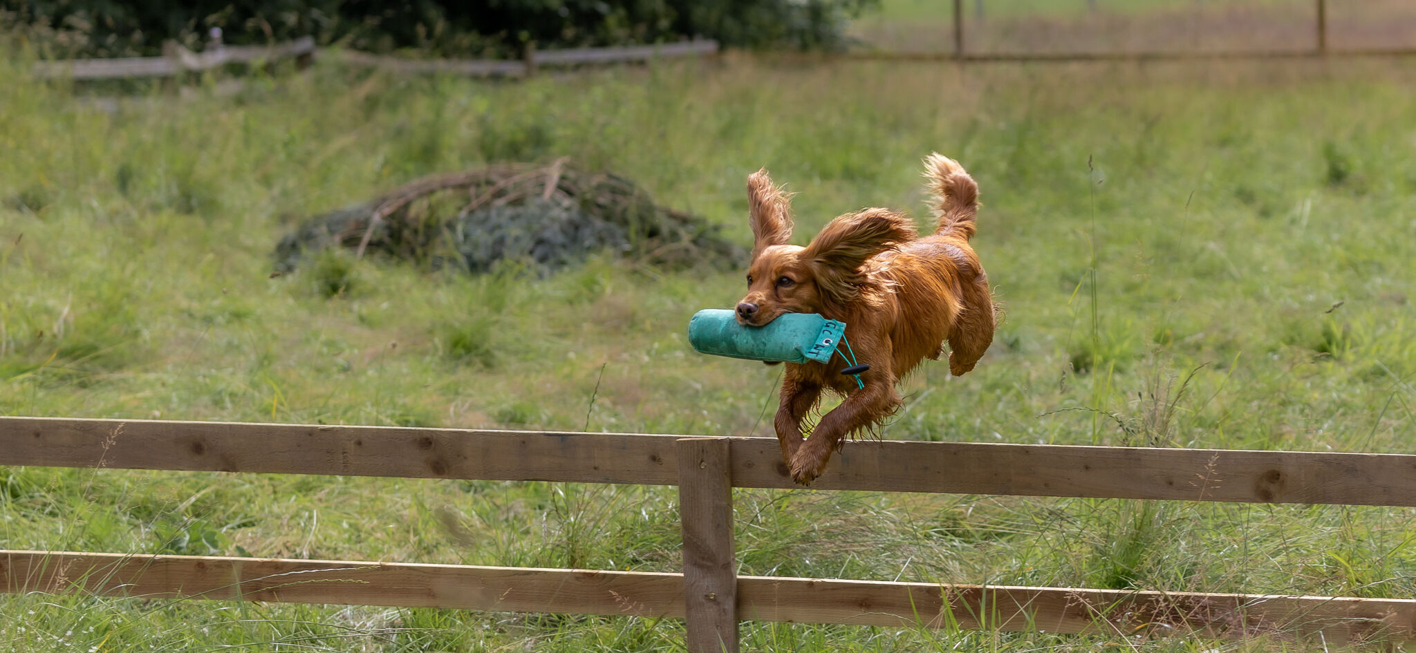 Kevin Doughty: A Storied Career in Gundog Trials